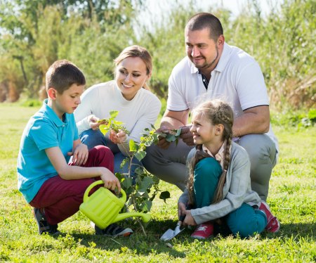 ¿Cómo sembrar un árbol? Pasos para lograrlo con éxito - Seguros SURA ...